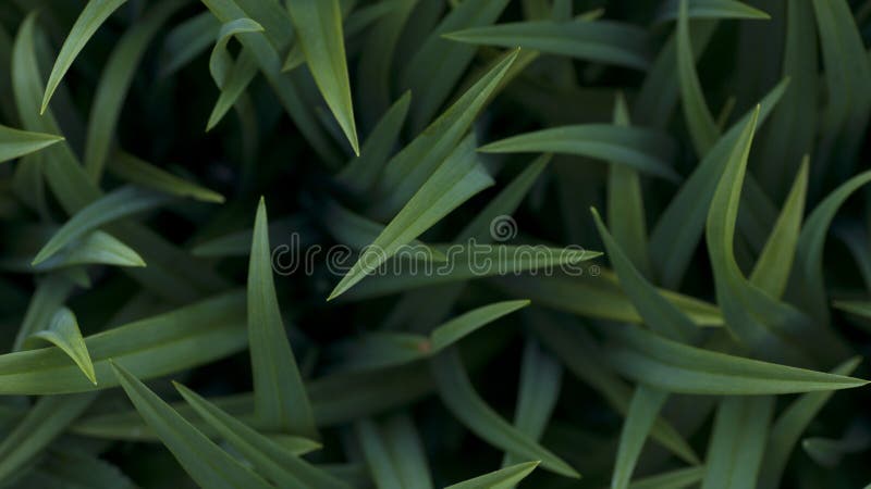 Long Emerald Leaves Together on a Dark Background at the Dusk Stock ...