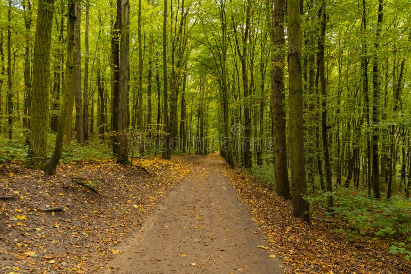 Long Empty Path in Park between High Thin Trees Stock Image - Image of ...