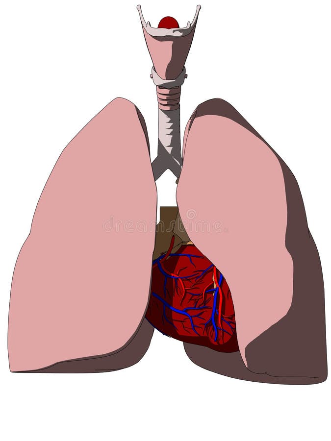 Longen van een roker stock illustratie. Illustration of long - 48362331
