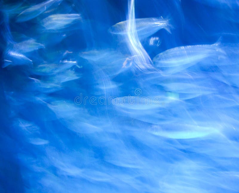 Koi fish bank in a pond stock image. Image of pond, fishing - 162523403