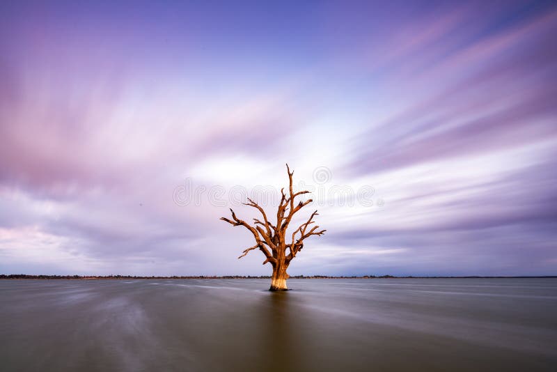 An Iconic Old Dead Redgum Tree in Lake Bonney Barmera South Aus Stock ...