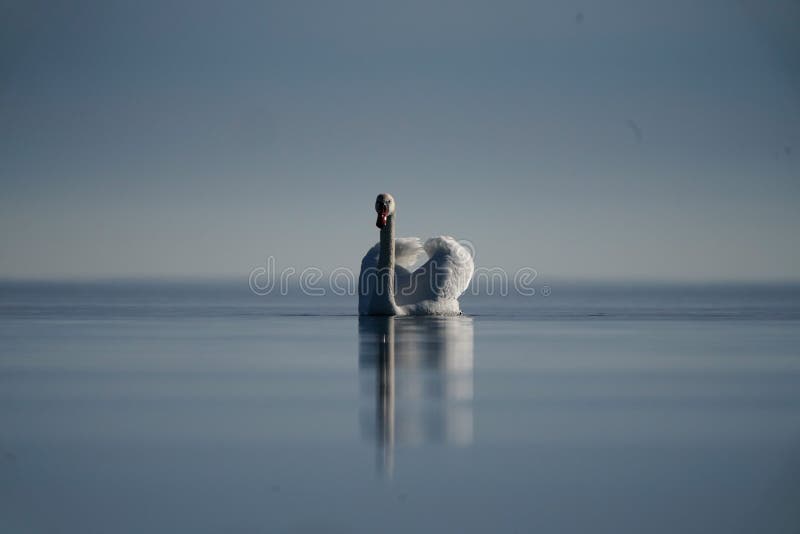 Long Exposure of a Mute Swam Bird on the Sea Stock Photo - Image of ...
