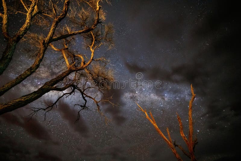 Long Exposure Photo of Night Sky with Stars. Against Tree Stock Image ...