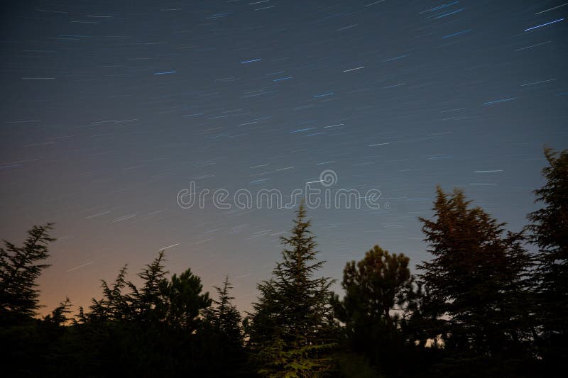 Long Exposure of Pine Trees in Starry Night Stock Image - Image of ...