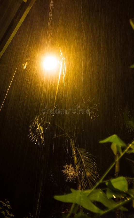 Long-exposureÂ rain at Night View Stock Image - Image of leaf, branch ...