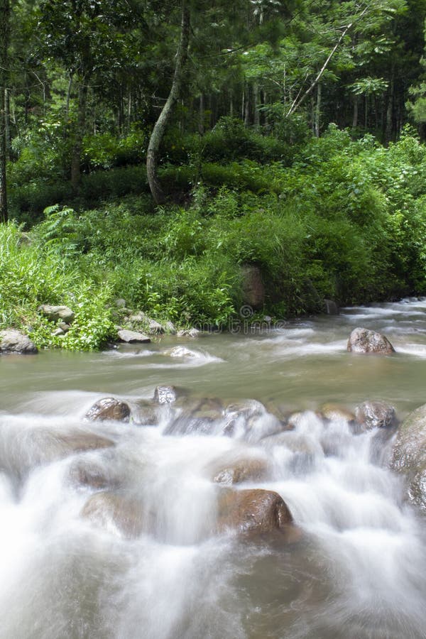 Flow of a Forest Stream Flows through Stones and Vegetation Stock Photo ...