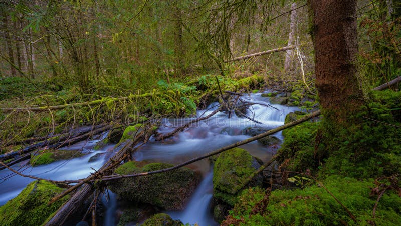 Long Exposure of a River in a Green Forest Stock Photo - Image of ...