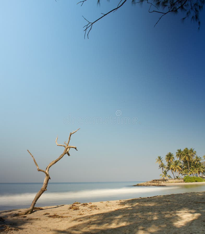 Long Exposure by the Sea with a Dry Tree in the Foreground Stock Image ...
