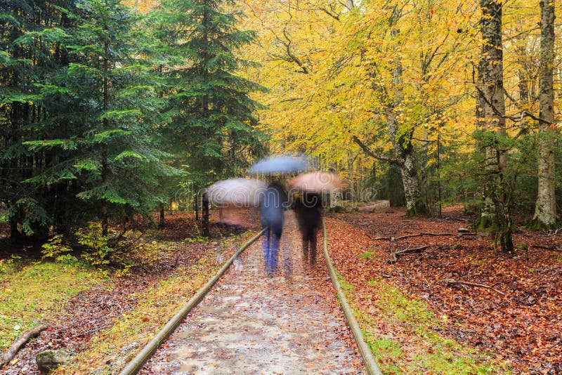 Long Exposure Shot of a Pathway in the Forest with People Walking with ...