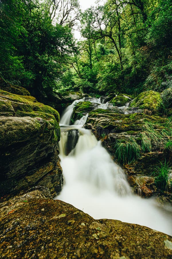 Long Exposure Shot of a River in the Middle of a Green Forest Stock ...