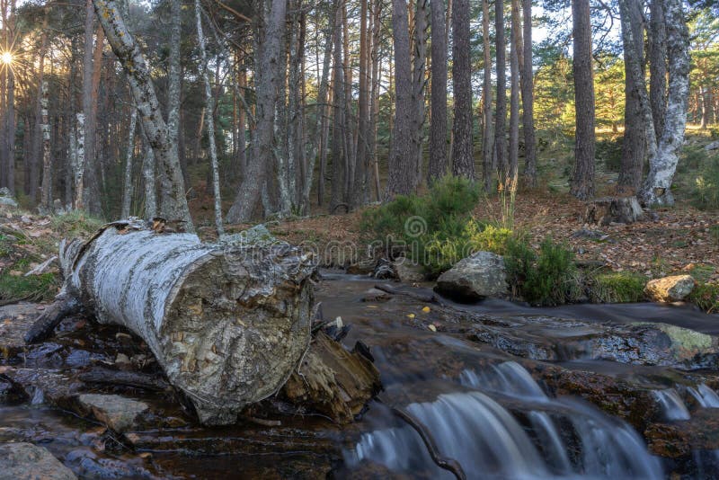 Long Exposure Shot of the River in the Weathered Forest Stock Image ...