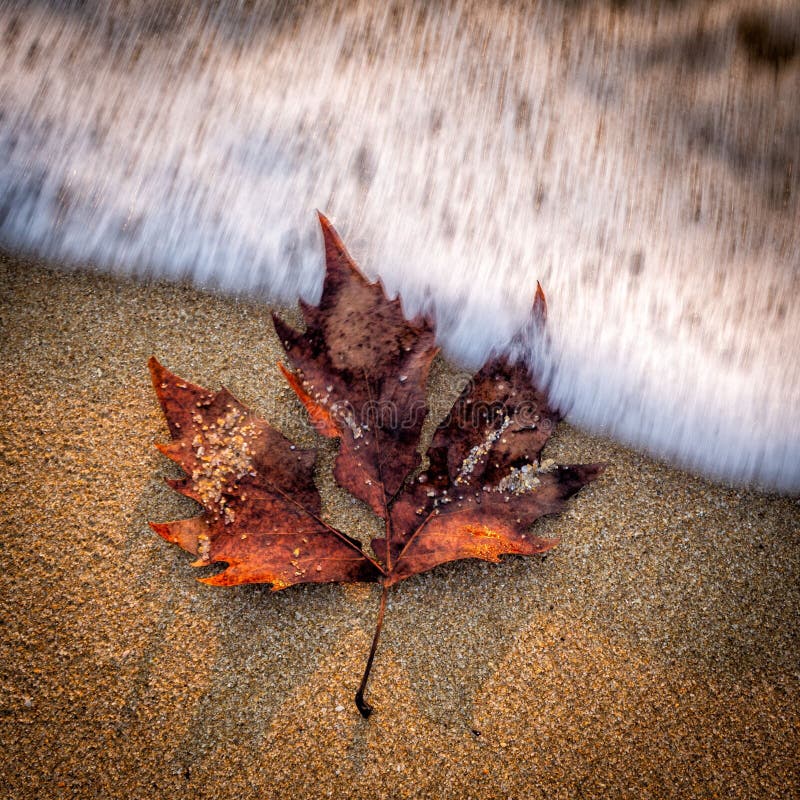 Long Exposure Shot of Sea Waves Splash Over a Maple Tree Leaf on a ...