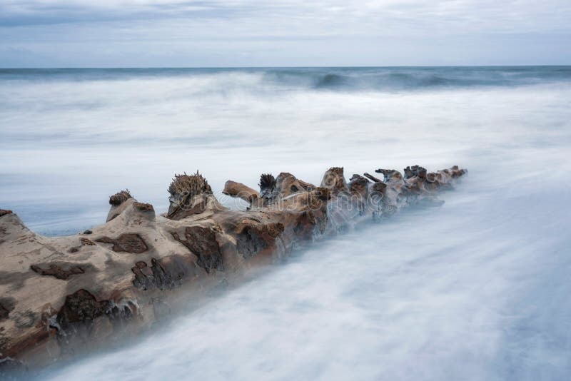 Long Exposure of Smooth Ocean Waves and Driftwood on the Shore. Stock ...