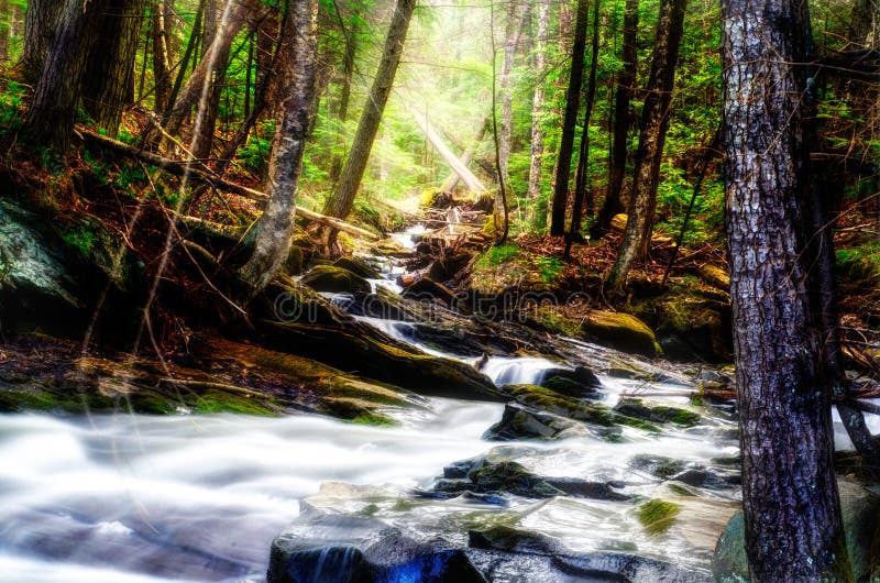 Long Exposure Stream stock photo. Image of bark, vivid - 27770948