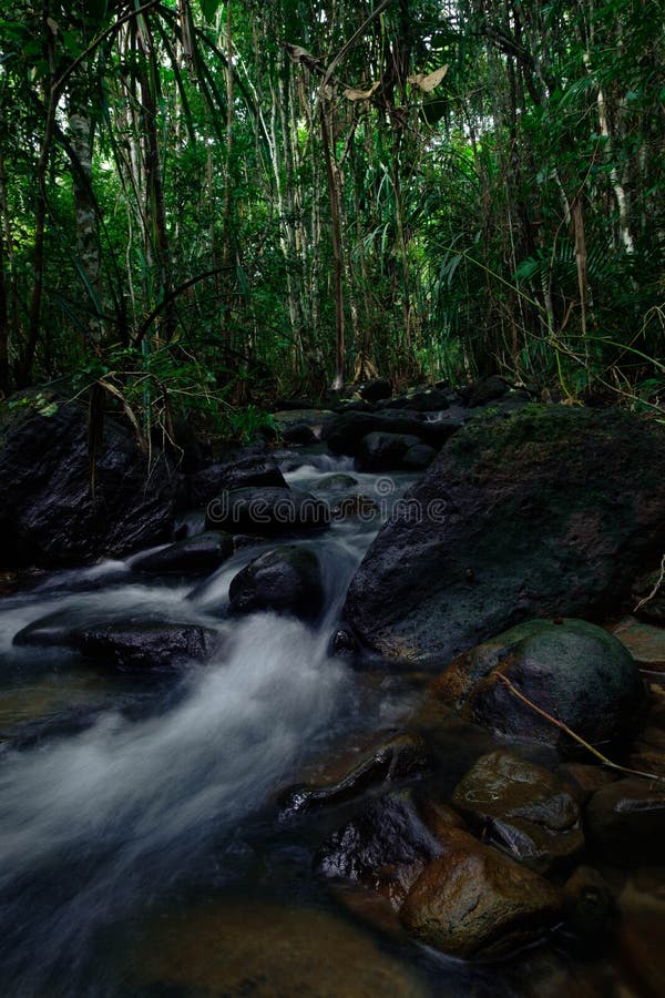 Long Exposure Streams in the Forest that Pass Rock Stock Photo - Image ...