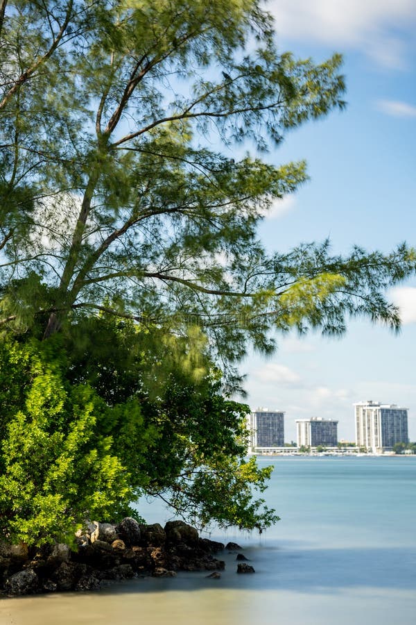 Long Exposure Tree by the Water Stock Photo - Image of sand, miami ...