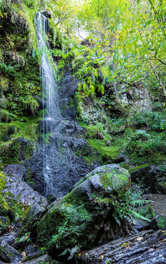 Long Exposure View of the Autumn Forest Stock Image - Image of outdoor ...