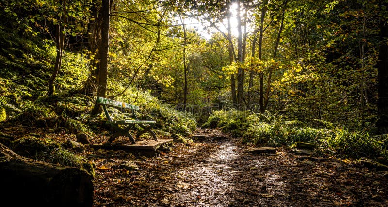 Long Exposure View of the Autumn Forest Stock Photo - Image of design ...