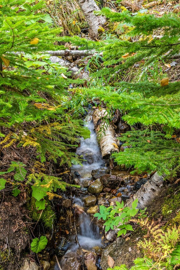 A View from the Path Down a Stream in the Forest Above the Corner Brook ...