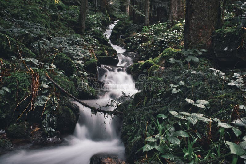 Long Exposure View of Water Gushing Down a Creek in a Forest Stock ...