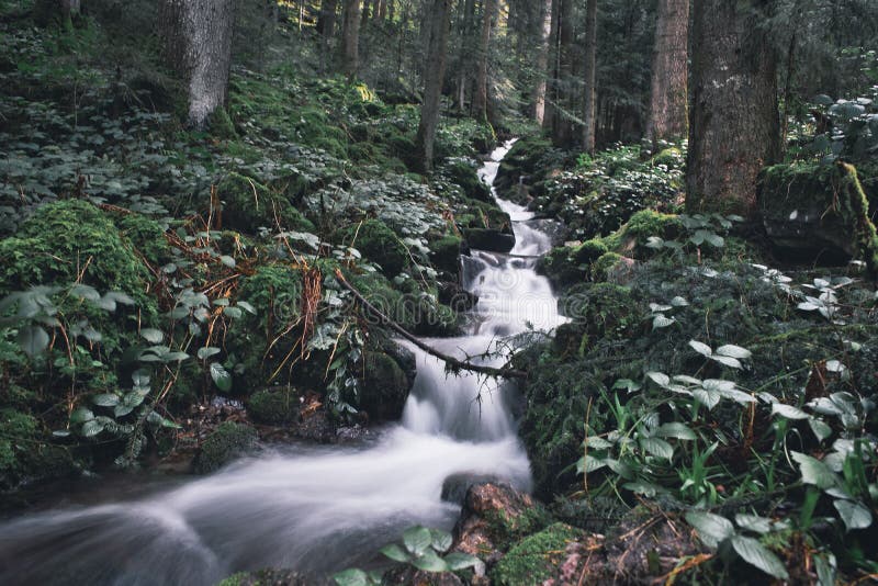 Long Exposure View of Water Gushing Down a Creek in a Forest Stock ...