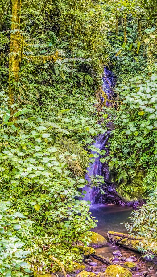 A Long Exposure View of a Waterfall Inside the Cloud Forest in ...