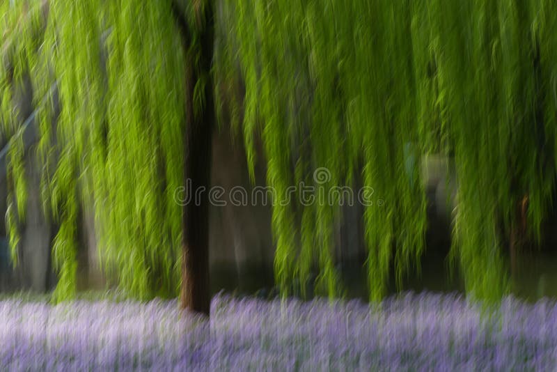 Long Exposure View of the Wind Shaking the Weeping Willow Tree Branches ...