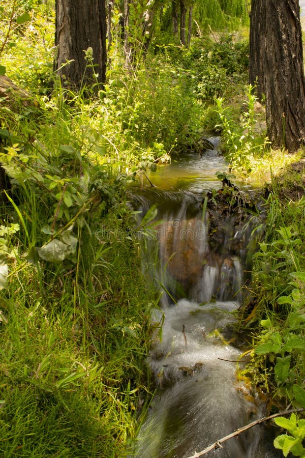 Brook in the Forest between the Trees Stock Photo - Image of brook ...