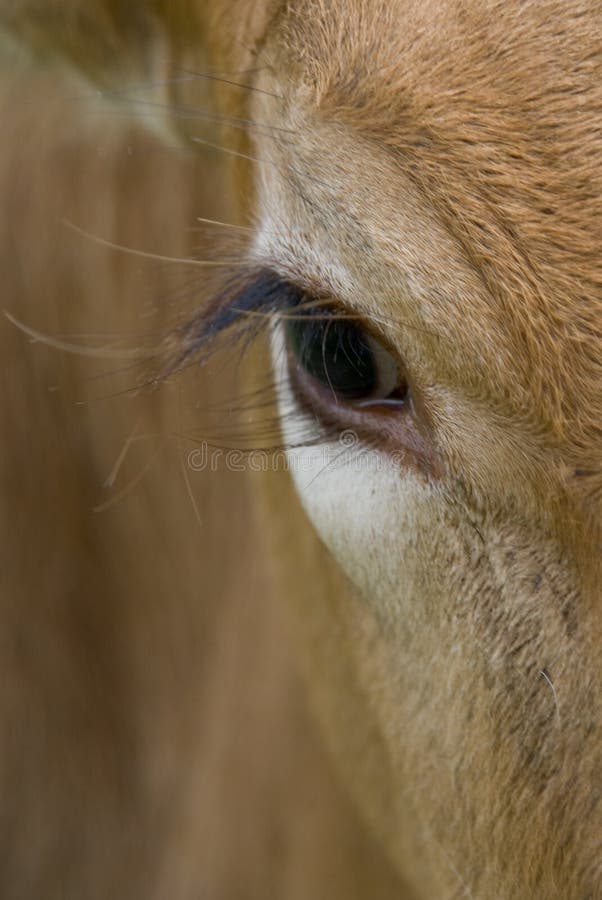 871 Cow Long Ears Stock Photos - Free & Royalty-Free Stock Photos from ...