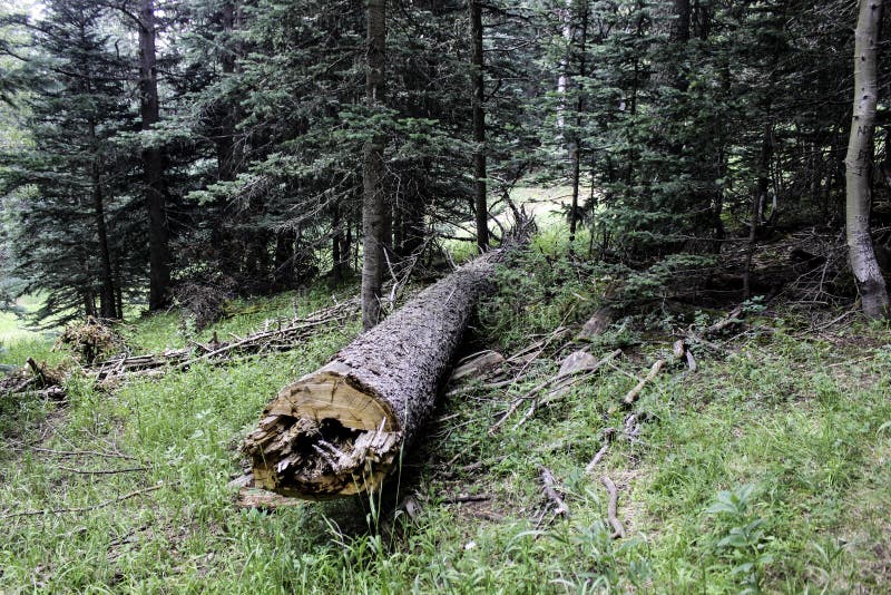 Long Fallen Log stock photo. Image of limbs, plants, pines - 96499540