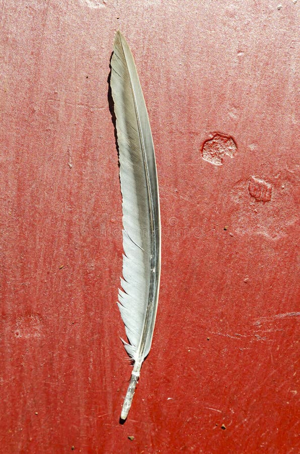 Long Feather on Concrete stock photo. Image of coloured - 348581616