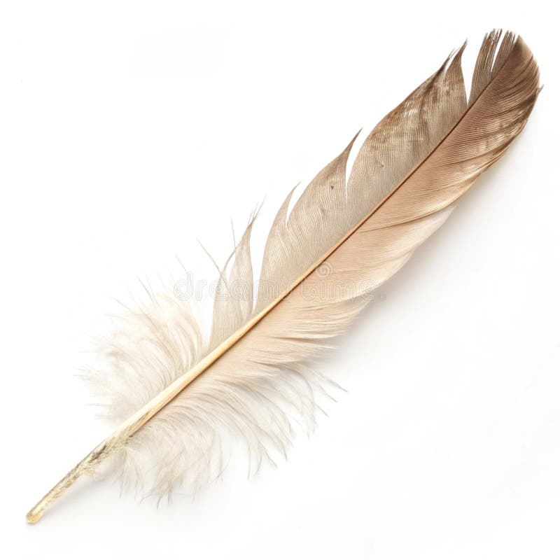 Long Feather Isolated on Transparent Background Stock Illustration ...