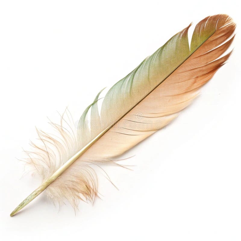 Long Feather Isolated on Transparent Background Stock Illustration ...