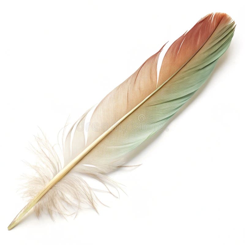 Long Feather Isolated on Transparent Background Stock Illustration ...