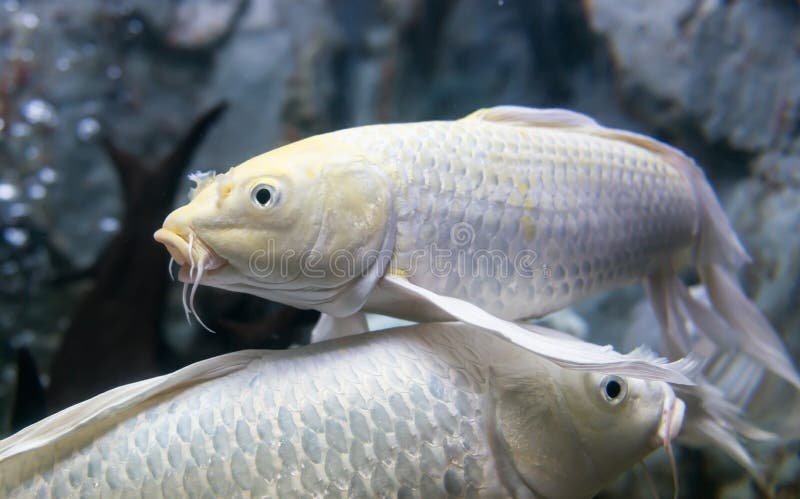 Long fin fancy carp fish stock image. Image of outdoor - 56476981