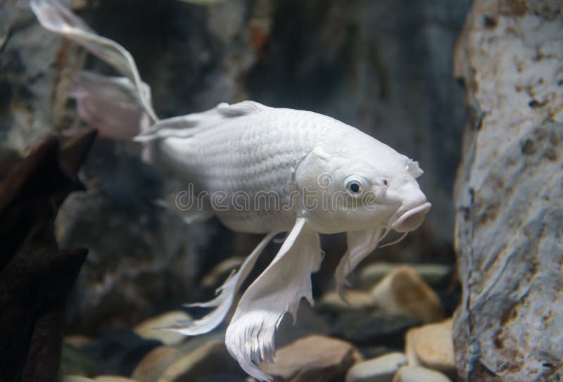 Long fin fancy carp fish stock image. Image of pool, hobby - 56477175