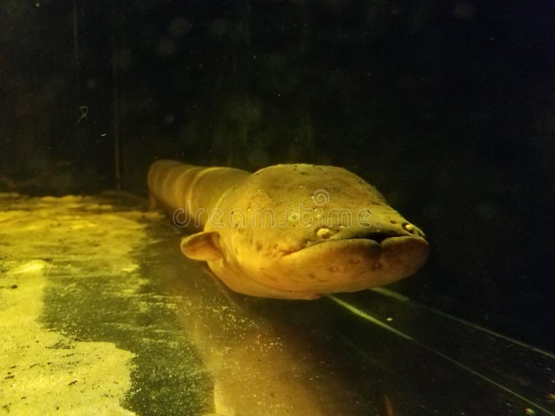 Long Fish or Eel in Murky Aquarium Water Stock Photo - Image of animal ...