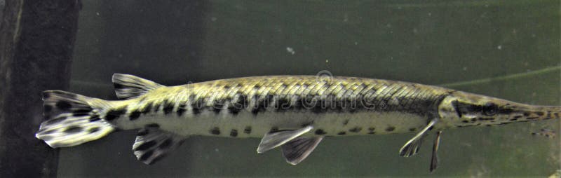 The long fish stock photo. Image of small, facade, spain - 97426716