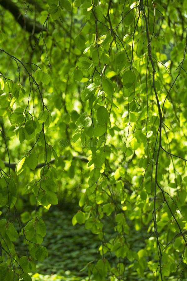 Long, flexible tree branch stock image. Image of freshness - 42553519