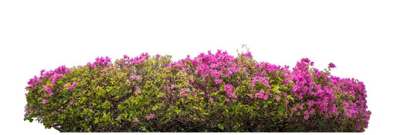 540 Flower Alpha Channel Stock Photos - Free & Royalty-Free Stock ...