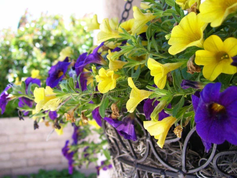 Long Flower Reach stock image. Image of garden, herb - 369128551