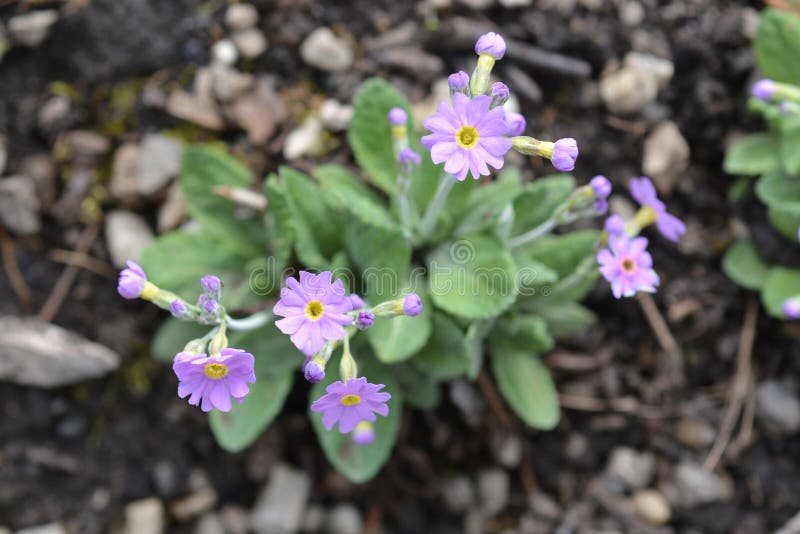 Long-flowered primrose stock photo. Image of plant, outdoors - 143580982