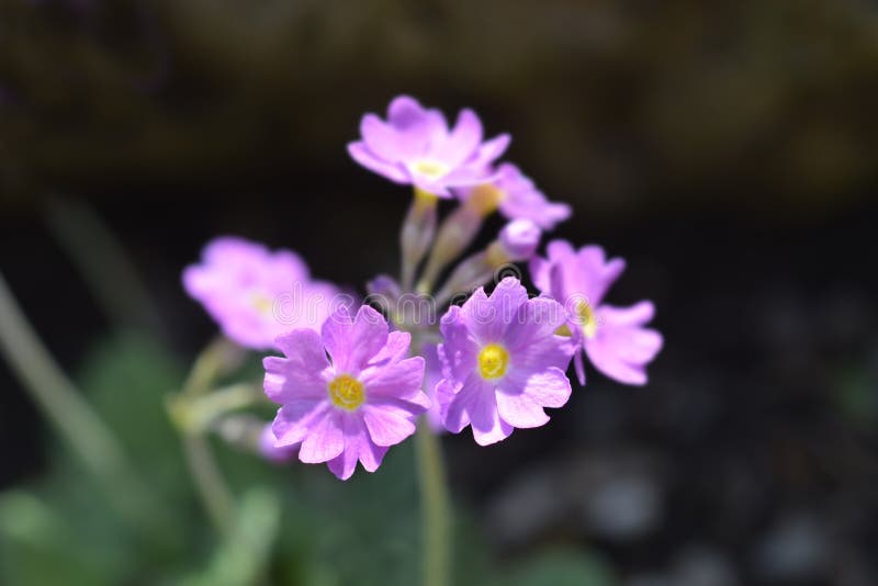 Long-flowered primrose stock photo. Image of purple - 143897492