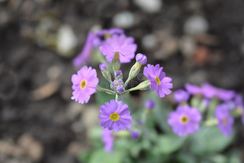 Long-flowered primrose stock photo. Image of leaf, long - 146419258