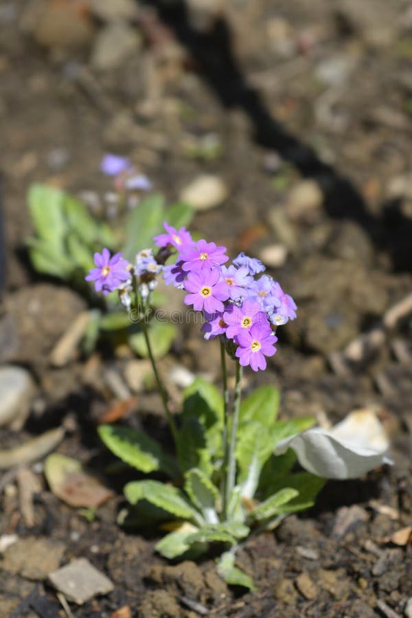 Long-flowered primrose stock photo. Image of garden - 266046134