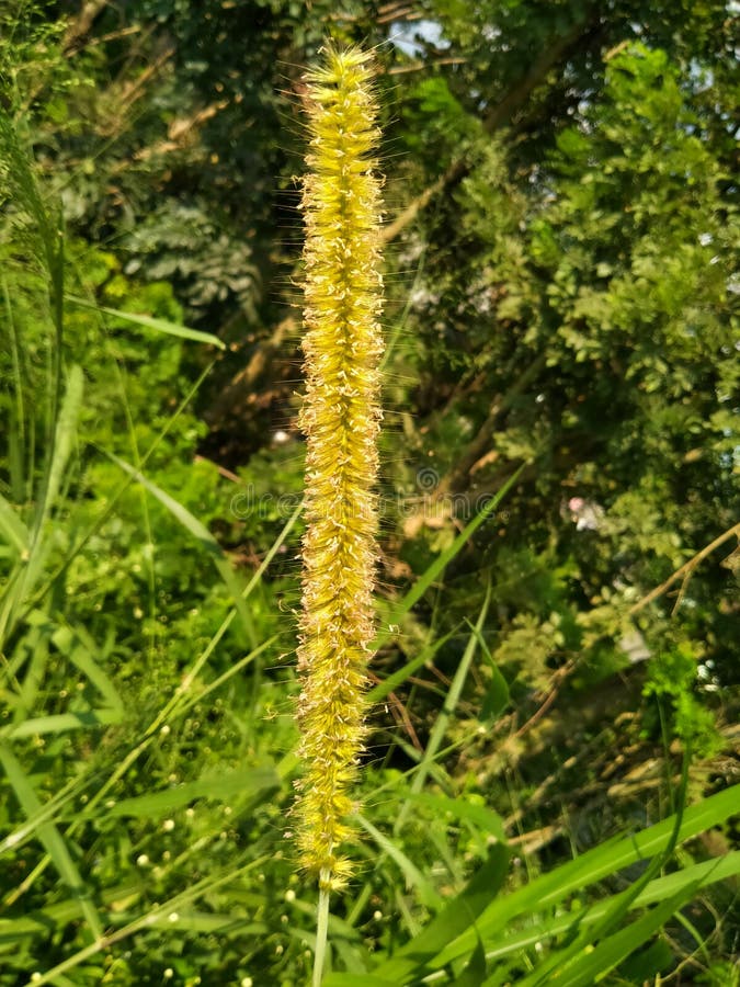 Long Flowering Weeds of Plants Golden Yellow Stock Image - Image of ...