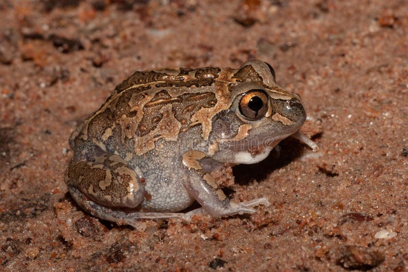 Long-footed Frog stock image. Image of australian, amphibian - 224582247