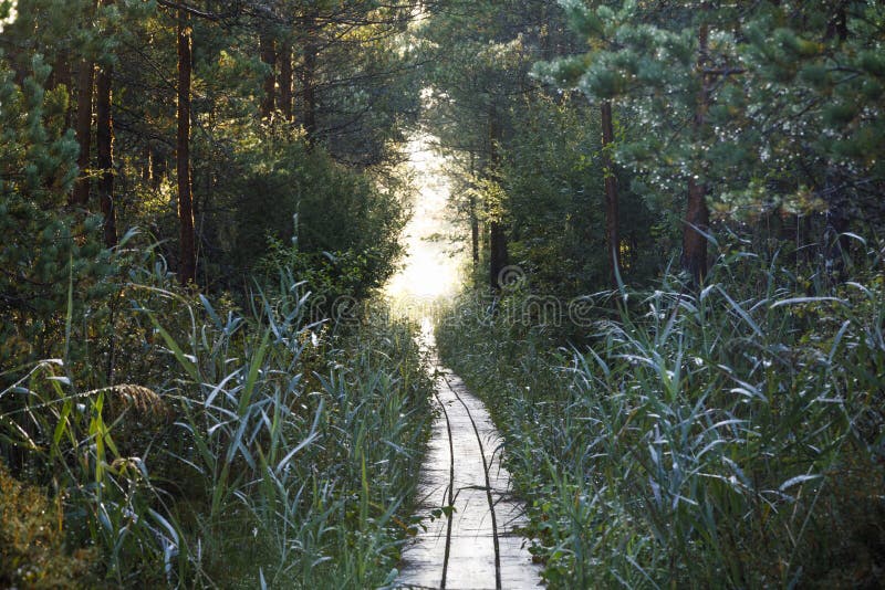 Long Footpath through Forest in Estonia Stock Photo - Image of footpath ...