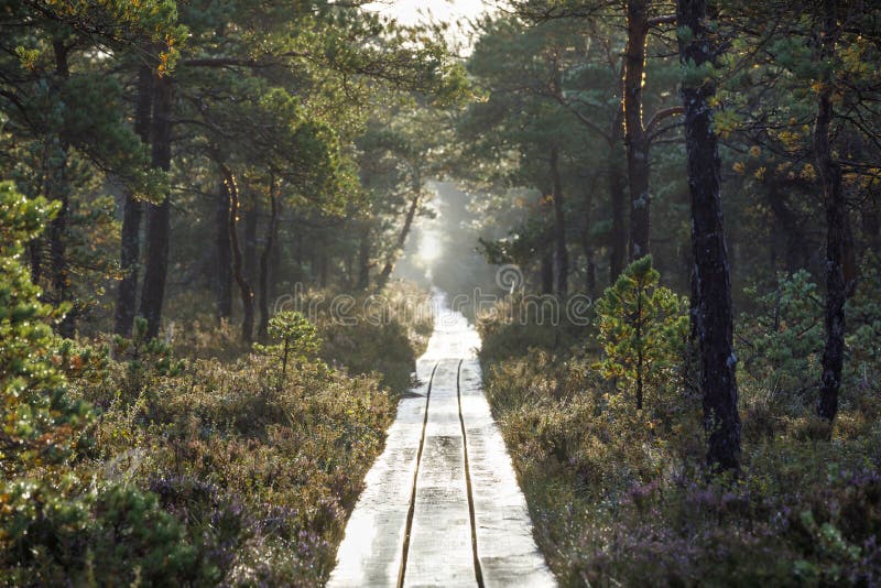 Long Footpath through Forest in Estonia Stock Photo - Image of ...