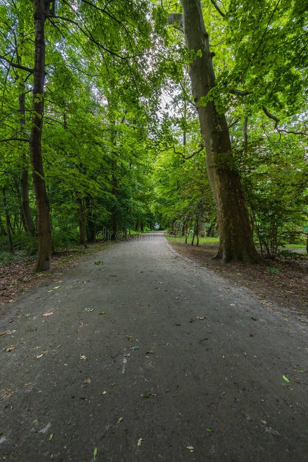 Long Footpath in Park with High and Old Green Trees on Both Sides ...